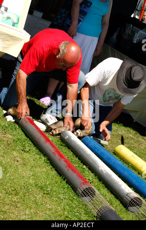 Ferret racing at a Country Fair. the ferrets are put into starting ...