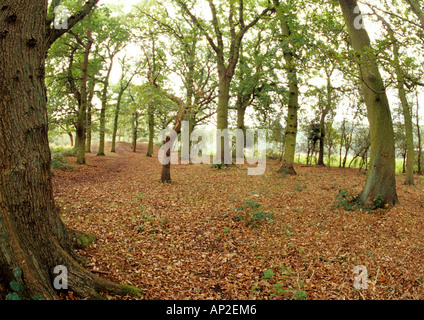 Fisheye View Of Woodland At Beccles Common in Suffolk Uk Stock Photo ...