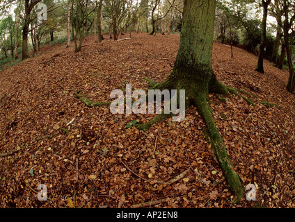 Fisheye View Of Woodland At Beccles Common in Suffolk Uk Stock Photo ...