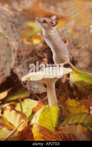 Mouse on a toadstool Stock Photo - Alamy