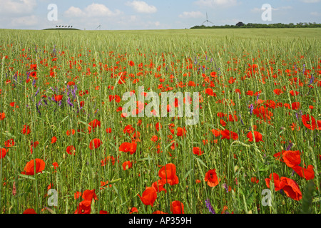 red poppies amongst grain field, wind turbines on horizon, northern ...