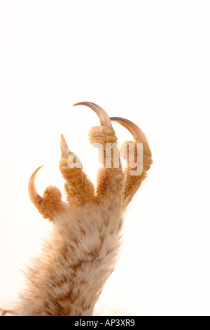 Screech owl talons, Otis asio Stock Photo - Alamy