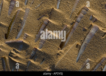 Razor Shell Ensis siliqua on Thornham Creek Titchwell Norfolk Stock ...