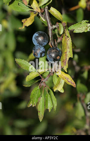 Sloe Bush ( Prunus spinosa) with fruit in Winter and Apples (Malus ...