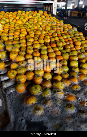 Argentina Entre Rios province citrus processing plant sorting the bad ...