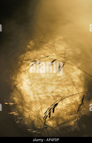 Straw of Grass with Sunset Stock Photo - Alamy