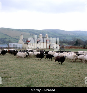 Traditional welsh farmhouse and sheep farm in mid Wales, shot from ...
