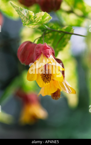 Macro photography of a red abutilon flower fully open, captured in a ...