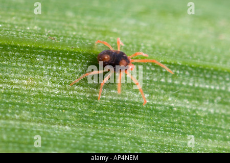 Blue oat mite Penthaleus major Stock Photo - Alamy