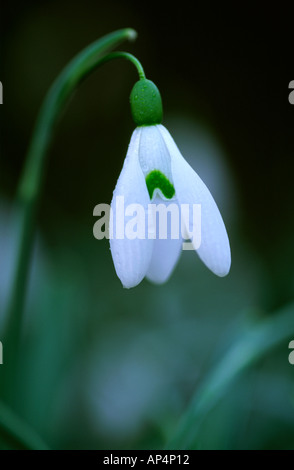 Galanthus Magnet Snowdrop Stock Photo - Alamy