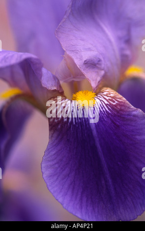 Vertical macro of vibrant yellow iris blooms with dark veins and long ...