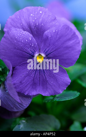 Viola True Blue Stock Photo - Alamy