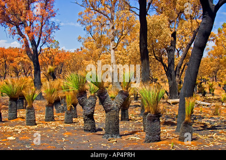 Australian Bush Kwinana Perth Western Australia Stock Photo - Alamy