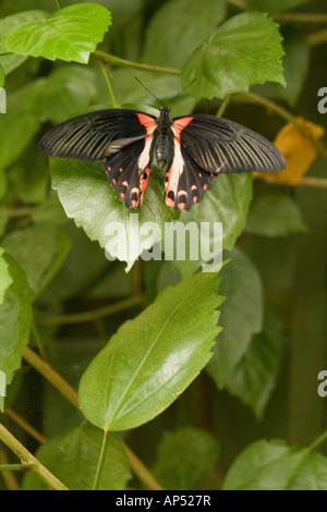 Scarlet Swallowtail Butterfly Papilio rumanzovia, female, wings with ...