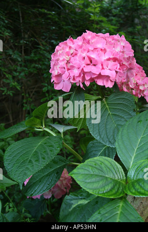 Hydrangea macrophylla King George Stock Photo - Alamy