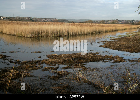 Marsh lake and reed bed Radipole Lake nature reserve Weymouth Dorset ...
