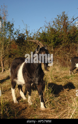Feral Goats grazing on Caster Hanglands National Nature Reserve ...
