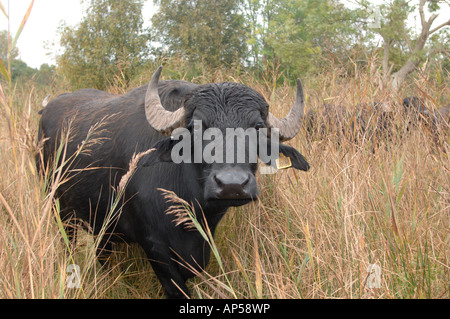 Water Buffalo grazing at Chippenham Fen National Nature Reserve ...