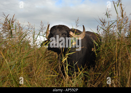 Water Buffalo grazing at Chippenham Fen National Nature Reserve ...