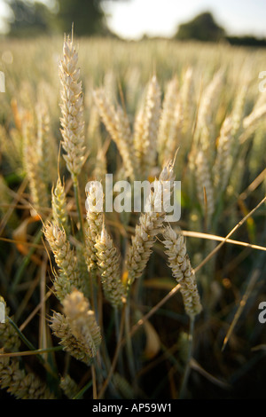 Close Up Of Ripening Wheat Norfolk UK Stock Photo - Alamy