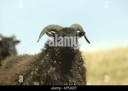 Hebridean sheep grazing Knocking Hoe National Nature Reserve ...