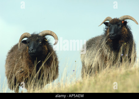 Hebridean sheep grazing Knocking Hoe National Nature Reserve ...