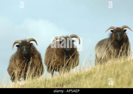 Knocking Hoe National Nature Reserve Stock Photo - Alamy