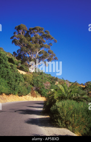 Catalina island, street, tree palm, blue sky Stock Photo - Alamy