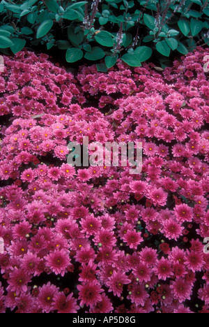 magenta mums, garden detail Stock Photo - Alamy