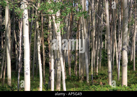 A grove of aspen trees in the Flaming Gorge National Recreation Area ...