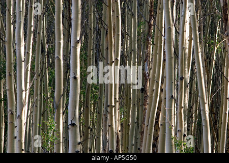 A grove of aspen trees in the Flaming Gorge National Recreation Area ...