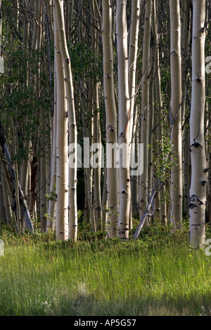 A grove of aspen trees in the Flaming Gorge National Recreation Area ...