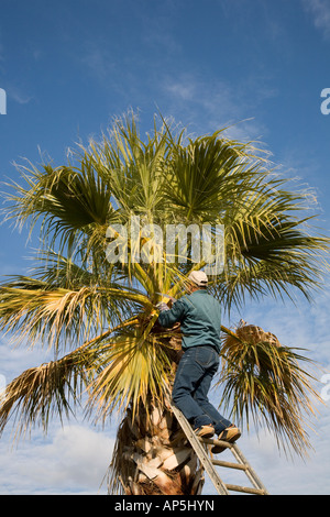 Man cutting pruning palm petticoat leaves from a ladder in Cyrpus ...