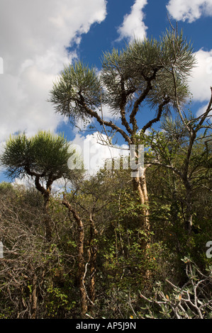 Euphorbia laro, Andohahela National Park, Madagascar Stock Photo - Alamy