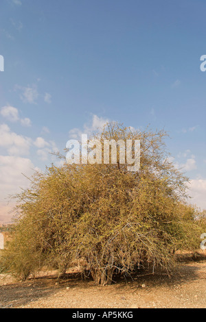 Jericho Balsam tree Balanites Aegyptiaca in the Jordan Valley Stock ...