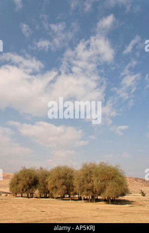 Jericho Balsam tree Balanites Aegyptiaca in the Jordan Valley Stock ...