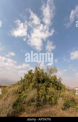 Salvadora persica or the toothbrush tree in the arid desert Stock Photo ...
