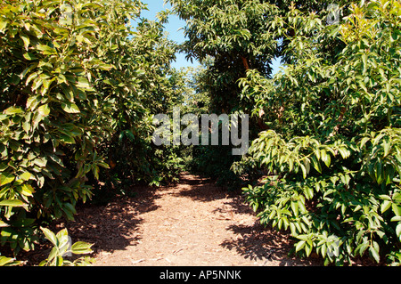 Avocado Plantation Stock Photo - Alamy