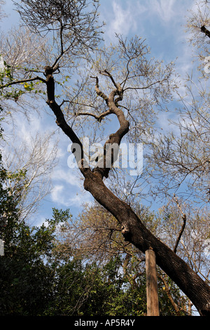 Israel the Upper Galilee Syrian Ash tree Fraxinus Syriaca in Tel Dan ...