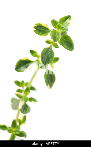 Lemon thyme (Thymus citriodorus Stock Photo - Alamy