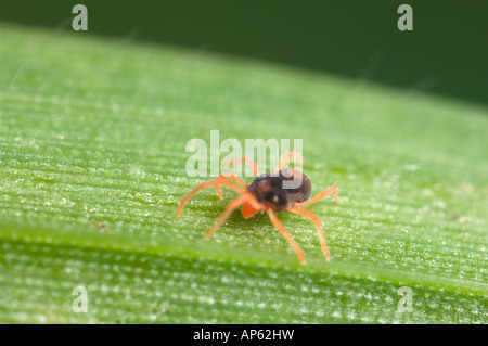 Blue oat mite Penthaleus major Stock Photo - Alamy