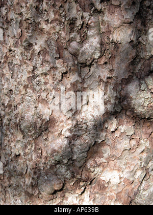 Apple tree bark texture Stock Photo - Alamy