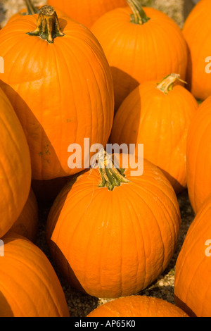 USA, New York, The Hamptons, Farmlands and flower fields Stock Photo ...