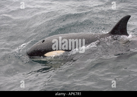 Orca (Orcinus orca) female dorsal fins, East Falkland Island, Falkland ...