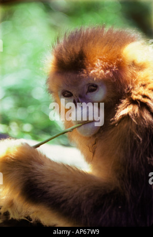 Monkey at Oregon Zoo Stock Photo - Alamy