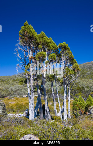 Australian Alpine Plateau Landscape Stock Photo - Alamy