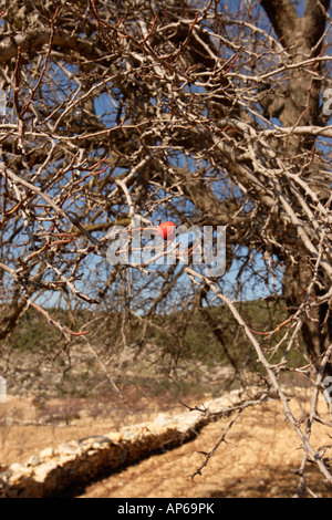 Israel the Upper Galilee The fruit of the Hawthorn tree Crataegus ...