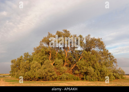 Israel the Negev desert Tamarisk trees Tamarix Aphylla in Wadi Besor ...