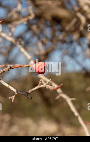 Israel the Upper Galilee The fruit of the Hawthorn tree Crataegus ...