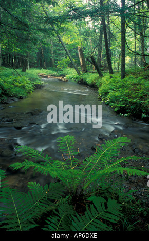 East Montpelier VT Ferns spruce and hemlock trees in the forest along ...